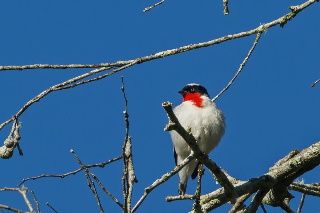 10 aves da Mata Atlântica que você talvez não conheça - Parque das Aves