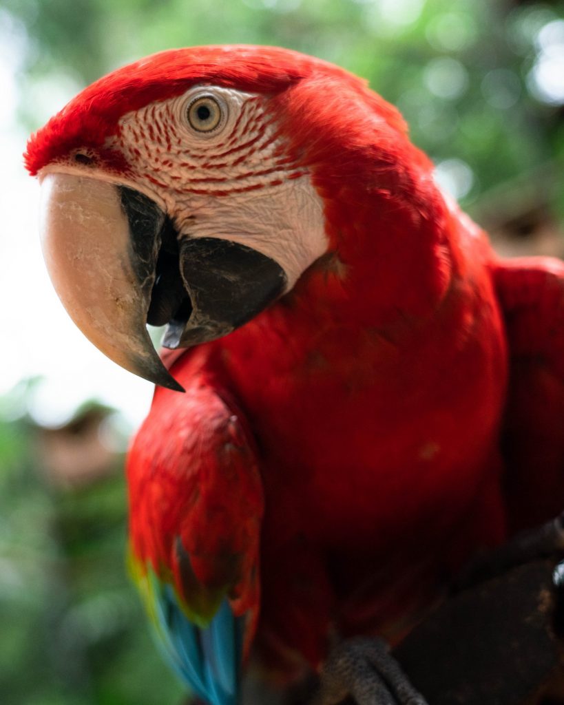 Ameaçados da MA – Arara-vermelha (Ara chloropterus) - Parque das Aves