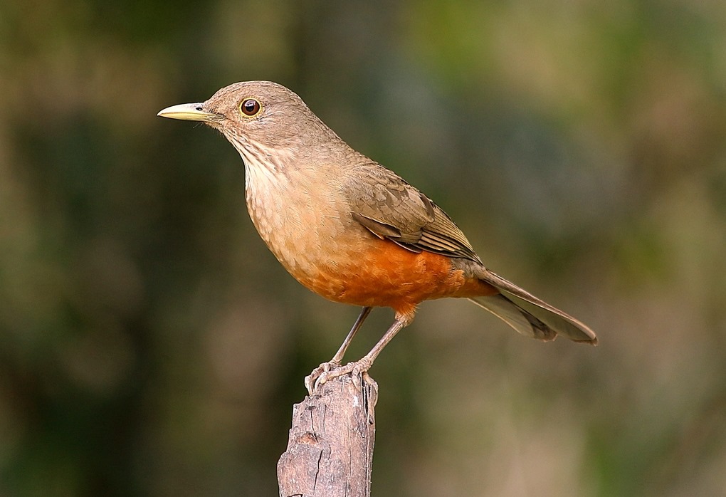 Símbolos da Mata Atlântica – Sabiá-laranjeira (Turdus rufiventris ...