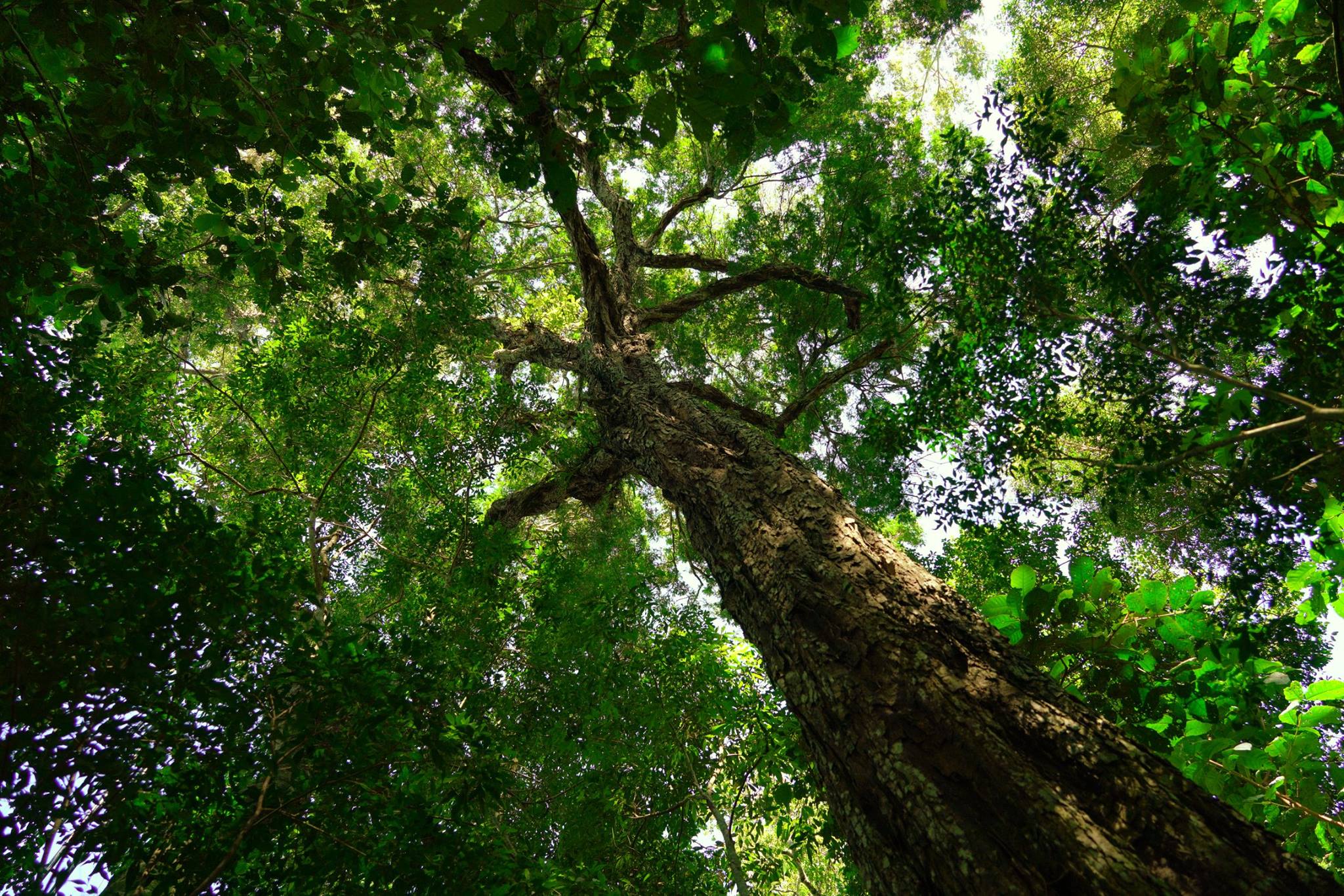 Um Bioma muito conhecido pelo seu clima tropical úmido - Parque das Aves