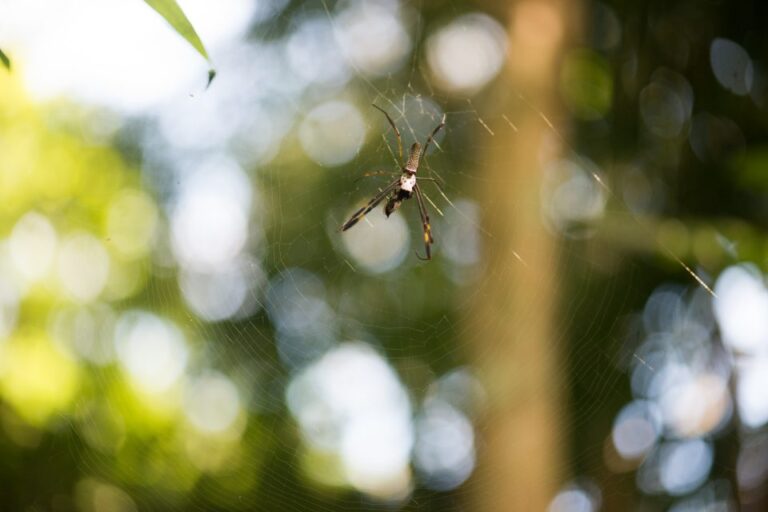 10 aves da Mata Atlântica que você talvez não conheça - Parque das Aves
