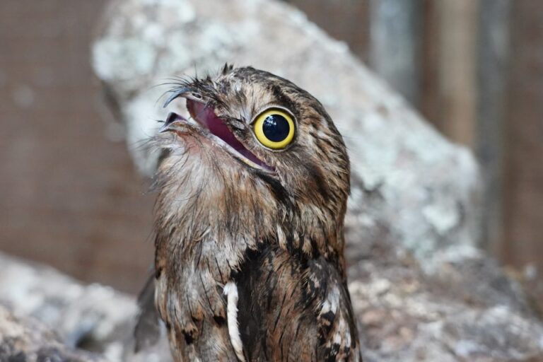 10 aves da Mata Atlântica que você talvez não conheça - Parque das Aves