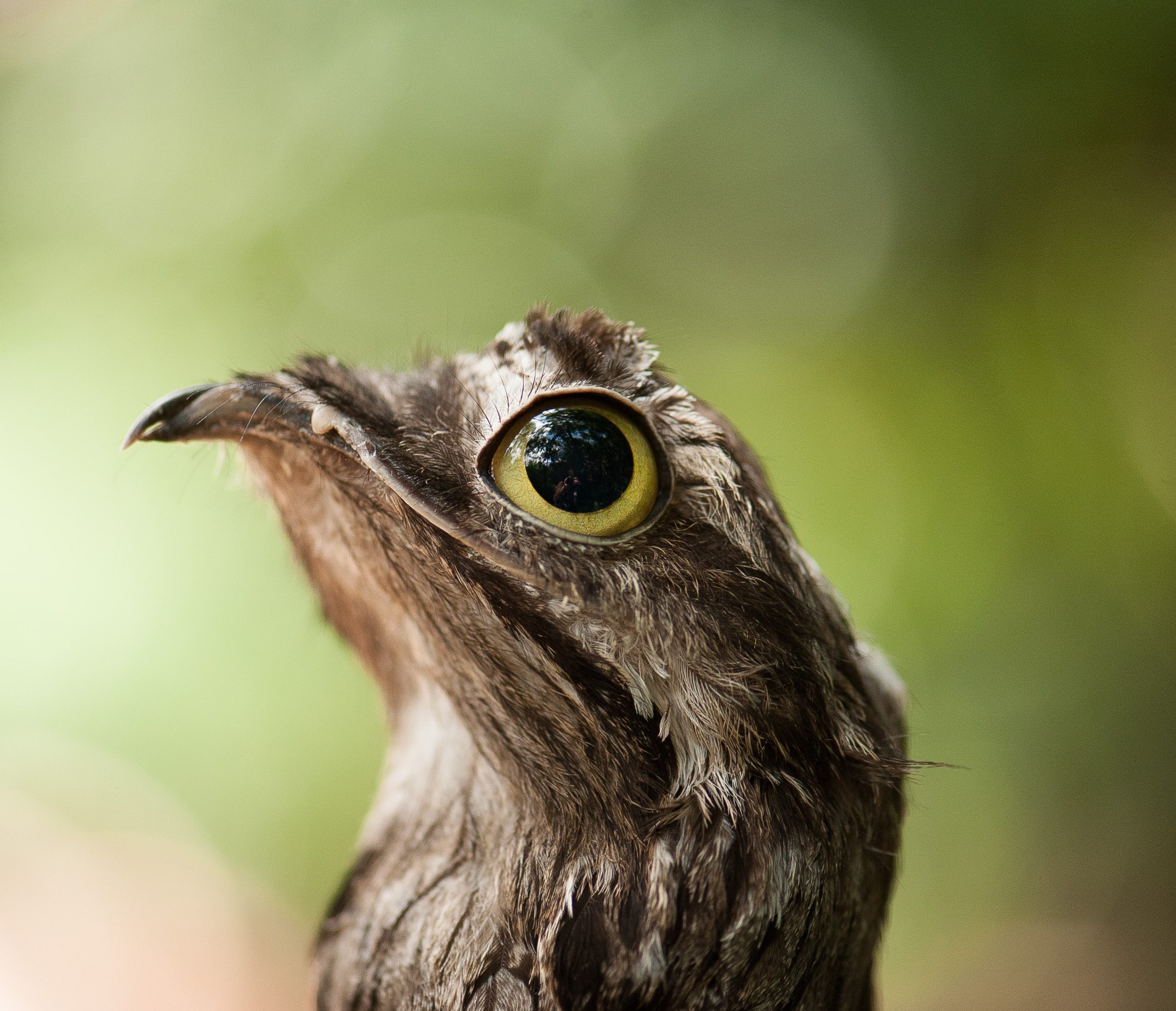 3 curiosidades sobre o urutau que você precisa conhecer! - Parque das Aves