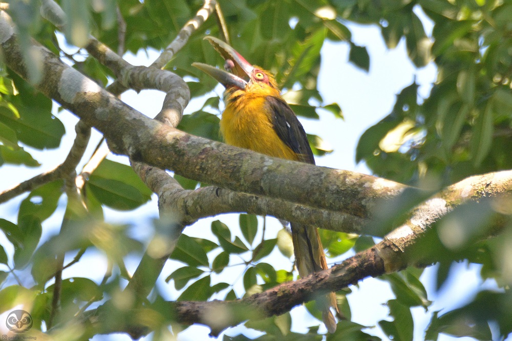 Conheça 5 tucanos e araçaris que habitam o Parque Nacional do Iguaçu ...